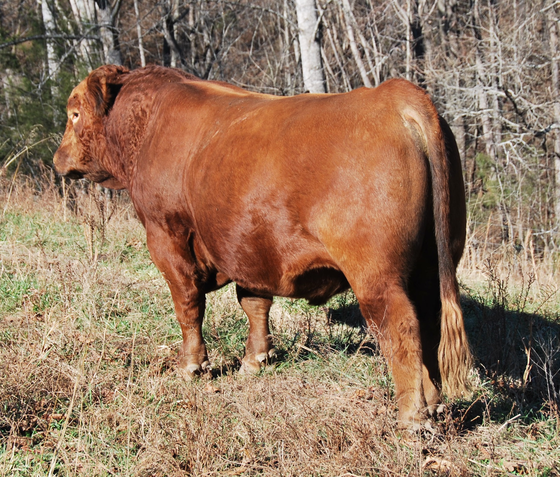 Simmental Herd Sires - Red Hill Farms